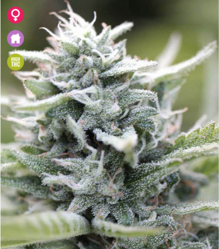 13 Best Early Finishing Outdoor Strains to Grow! - BudInformer.com
